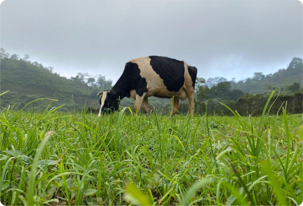 Genetic Breeding - Moosa Genetic Farm